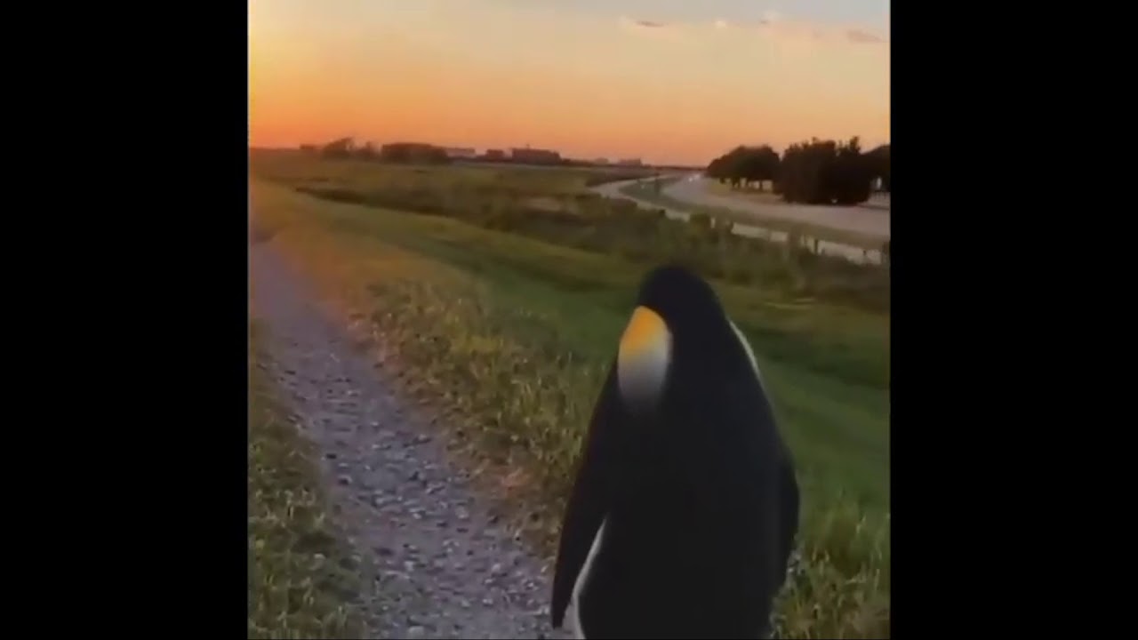 Penguin staring off into the sunset. - YouTube