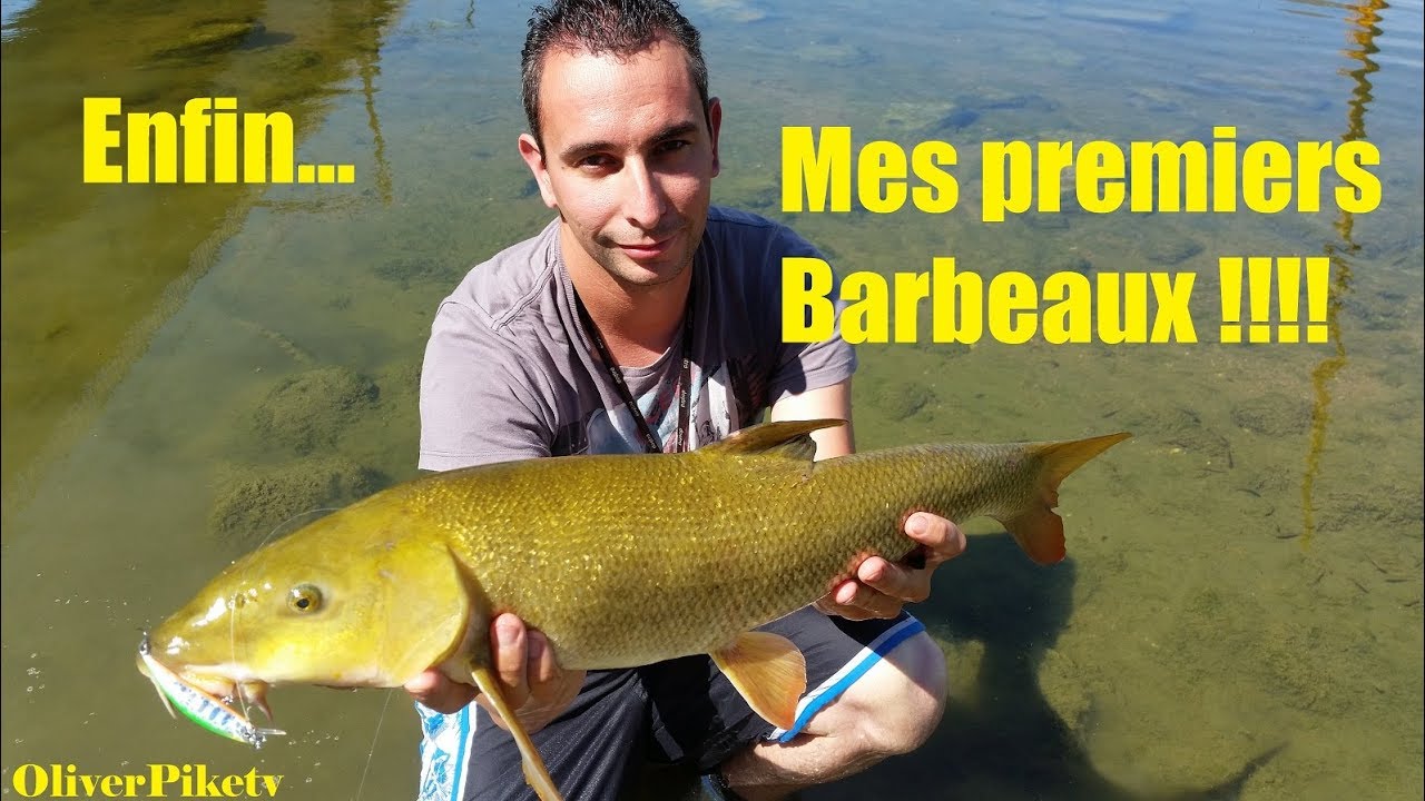 Enfin, mes premiers gros barbeaux !!! - YouTube
