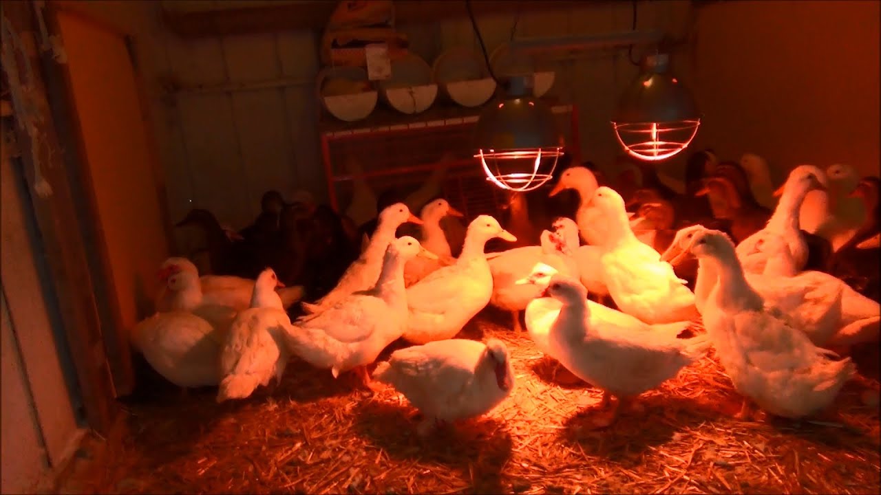 -30°C Scrambling To Take Care Of The Ducks In The Extreme Weather #35 ...