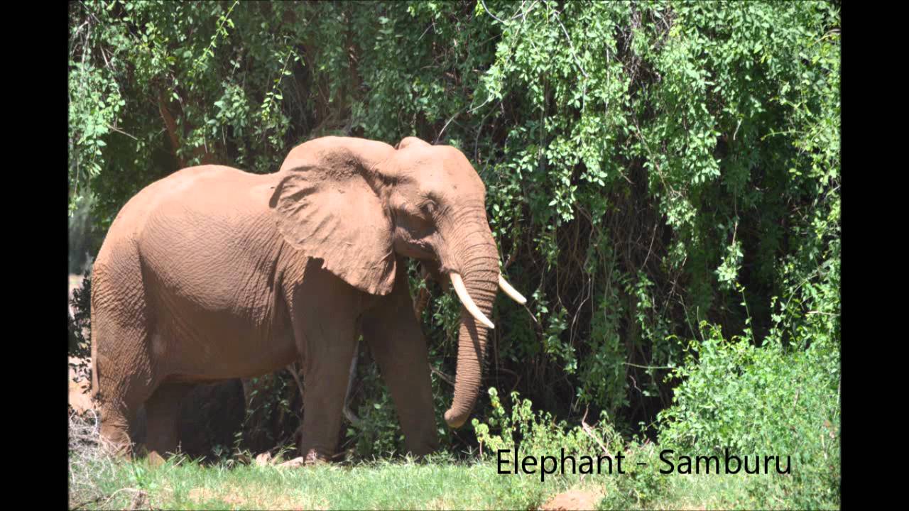 Kenyan Animals A-Z - YouTube