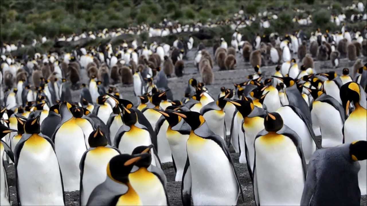 King Penguins Nesting - YouTube