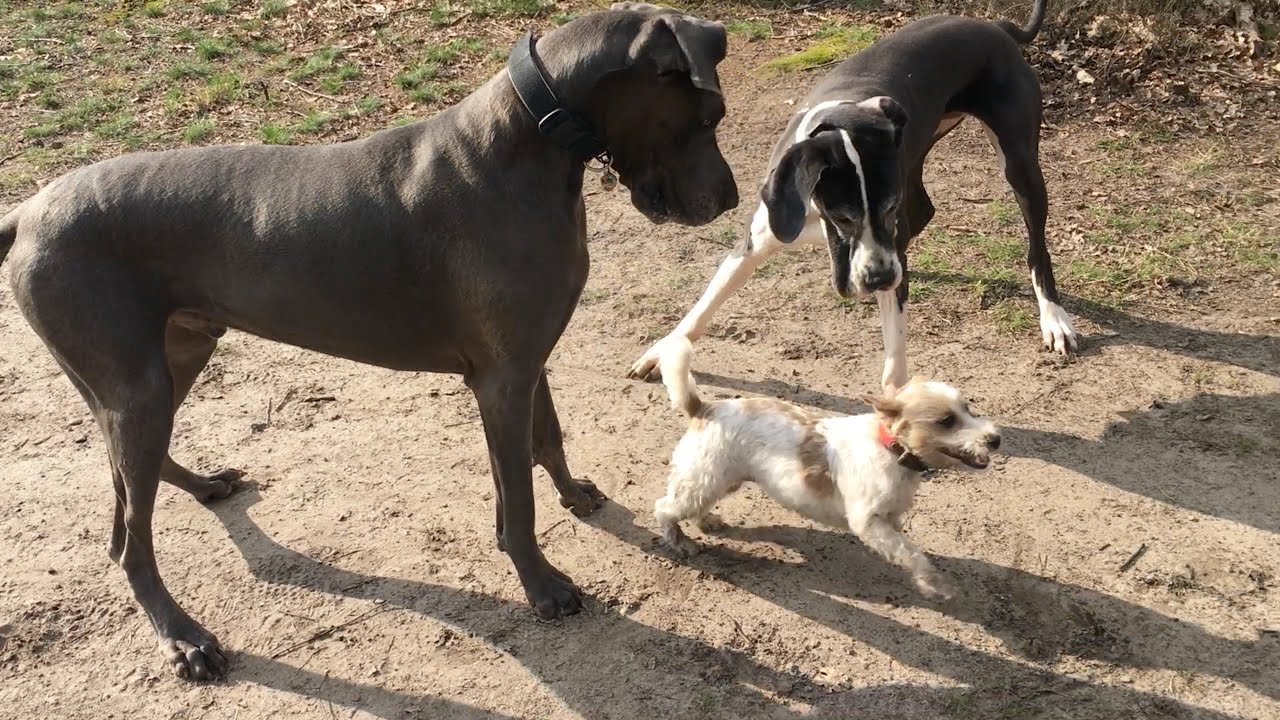 Great Danes fight out of control Jack Russell - YouTube