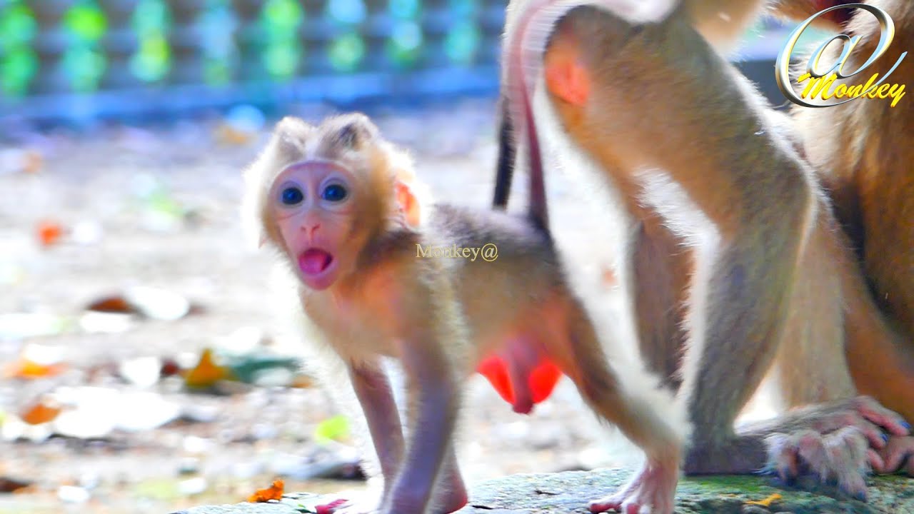 Very cute..! Baby SABA is so a handsome boy he makes his style to show ...