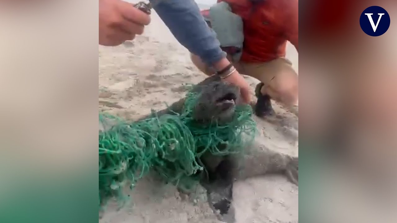 Tres focas se abrazan tras ser liberadas de unas redes de pesca - YouTube