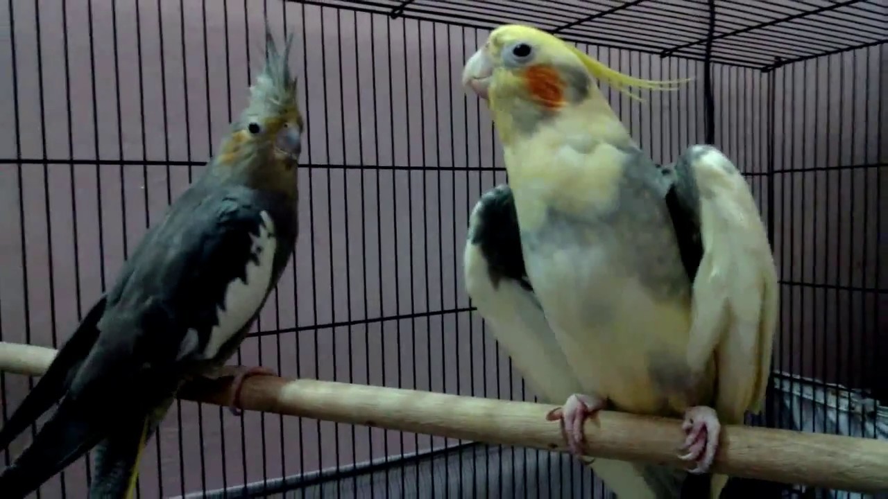 Male Trapped between Females | Heart wings | Cockatiel | Parrots ...