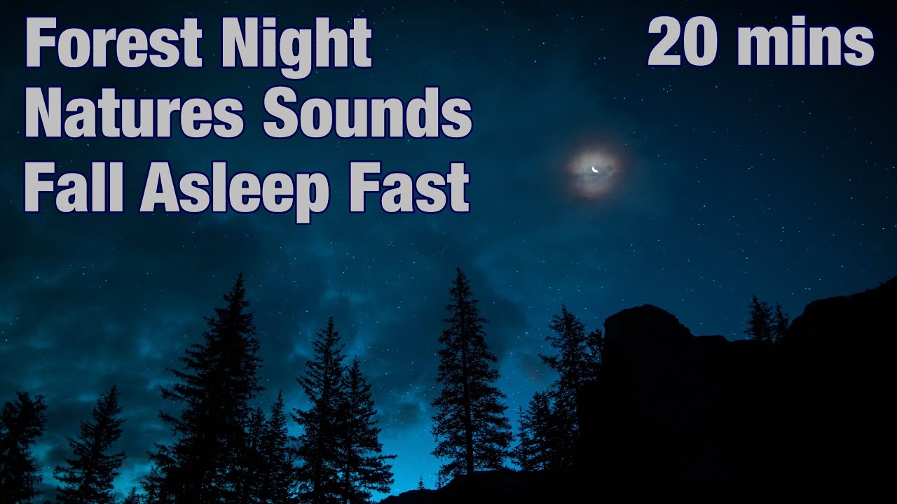 Forest Sounds At Night 20 Mins - YouTube