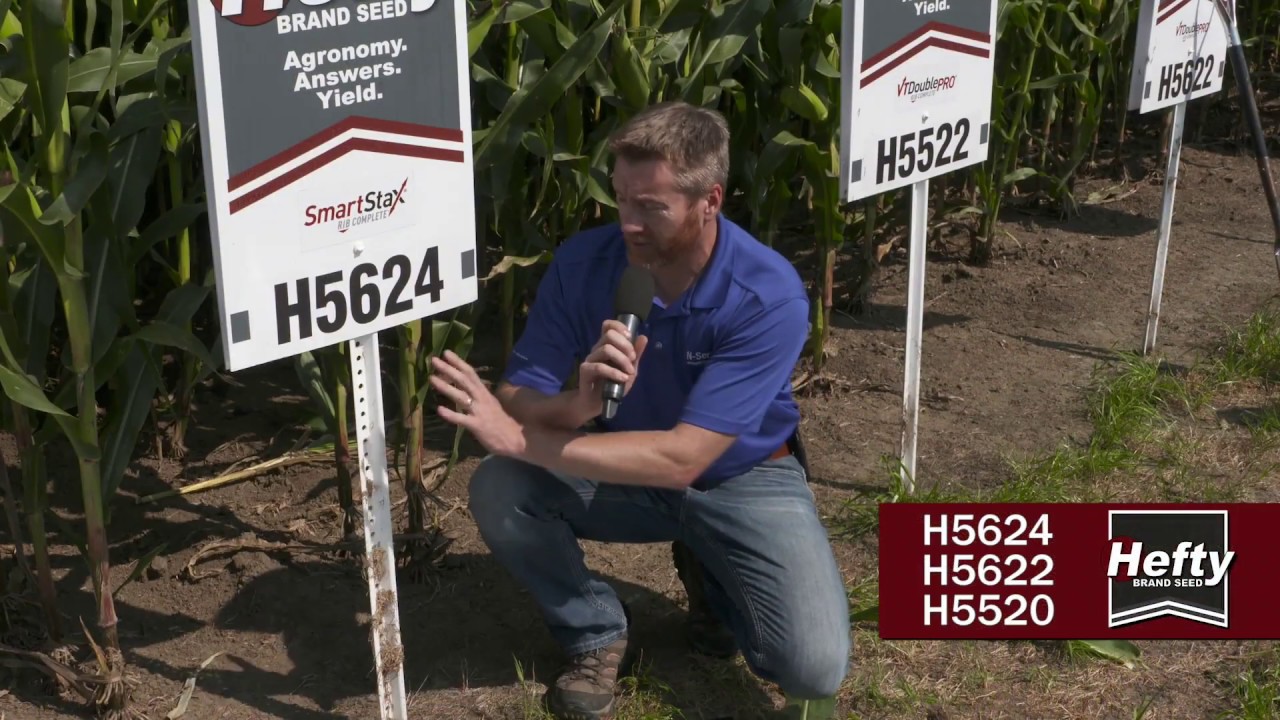Hefty Brand Corn - H5624, H5622 & H5520 Late-Season Development - YouTube