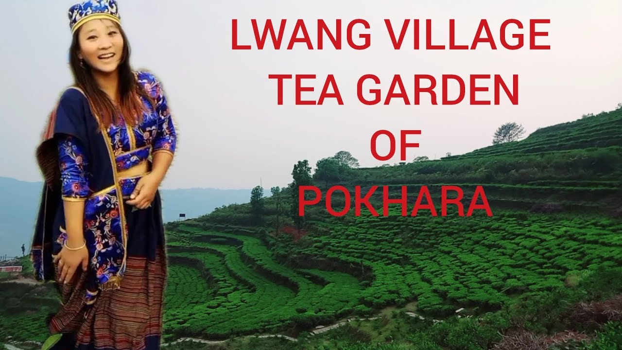 LWANG VILLAGE TEA GARDEN OF POKHARA 🌿🌿🍃||Roman thapa vlog || BEAUTIFUL ...