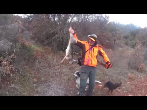 ΣΤΟ ΤΕΛΟΣ ΗΡΘΕ ΝΑ ΜΟΥ ΠΕΙ ΤΑ ΚΑΛΑΝΤΑ! ΚΥΝΗΓΙ ΛΑΓΟΥ DABI 25 12 2024 2ος ...
