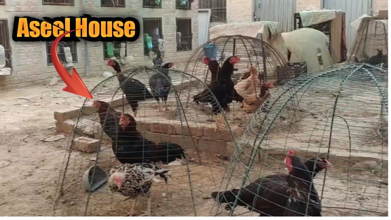 My Aseel Cage setup 13-June-2022 - YouTube