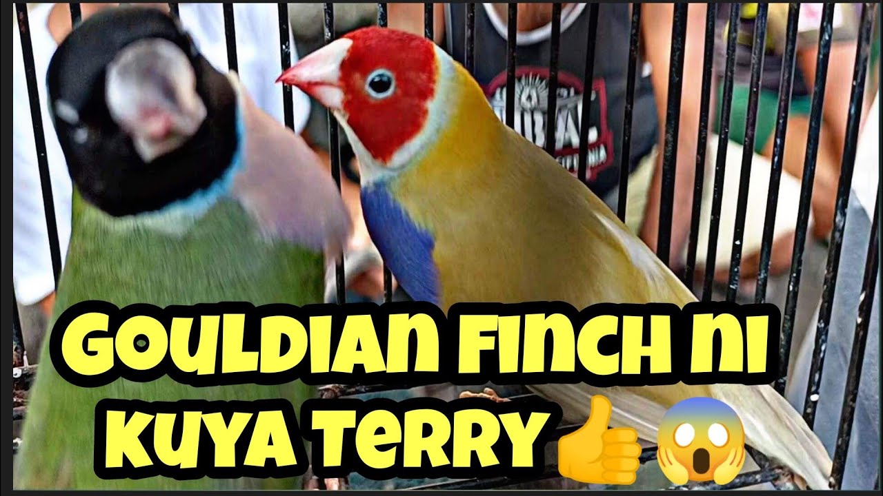 Gouldian finch Ni kuya Terry ang Ganda#bocaue tiange👍😁 - YouTube