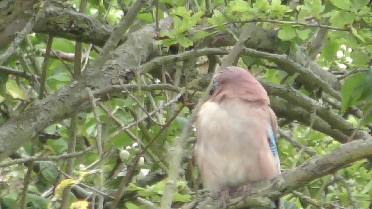 share Panasonic 4k Camcorder 350x zoom on Jay bird 16jun19 Cambridge UK ...