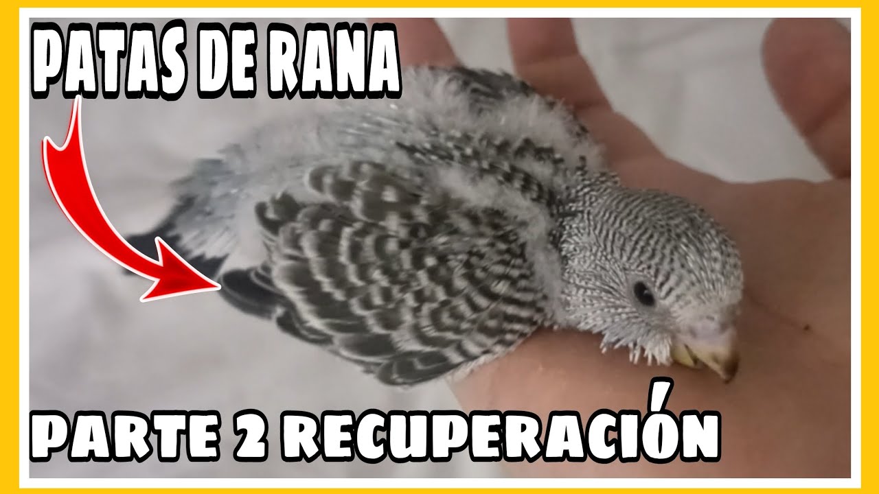 PATAS DE RANA PARTE 2 RECUPERACIÓN DE MI PERIQUITO / LES ENSEÑO COMO ...