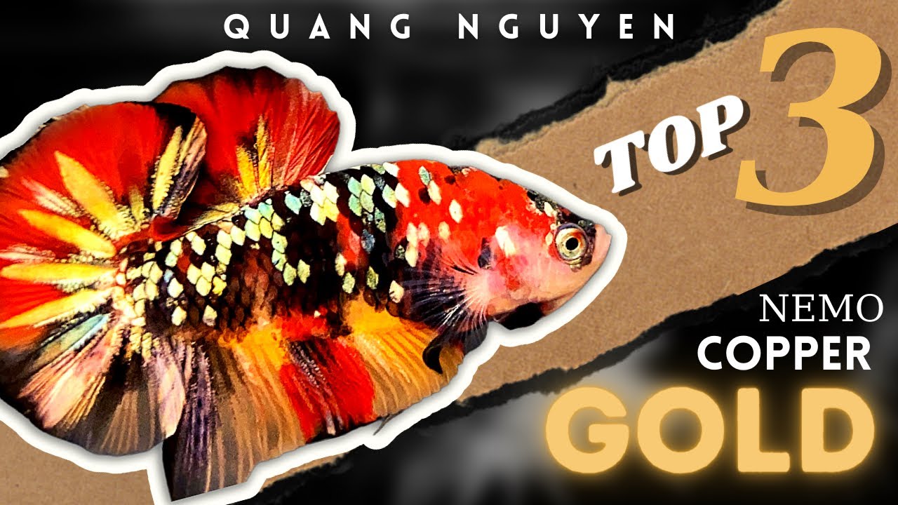 Top 3 Nemo Copper Gold - Xám xi măng liệu còn HOT ? - YouTube