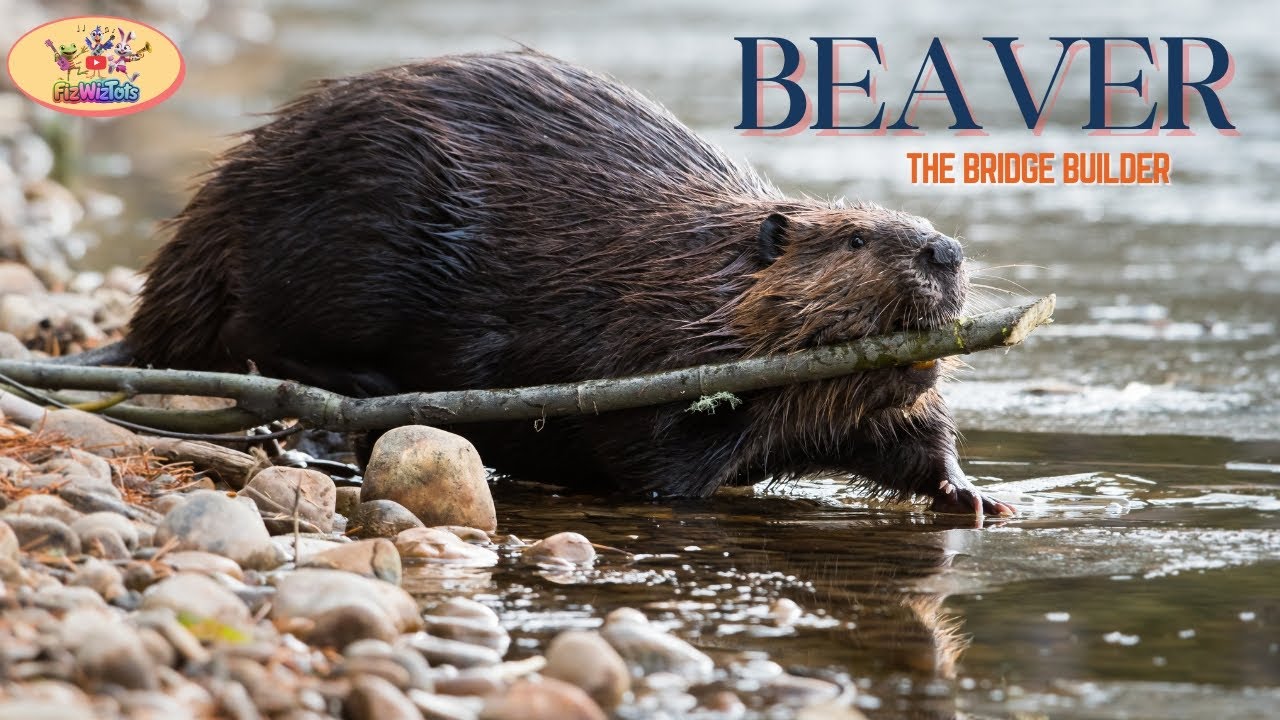 Meet the Beaver! Fun Facts for Kids - YouTube