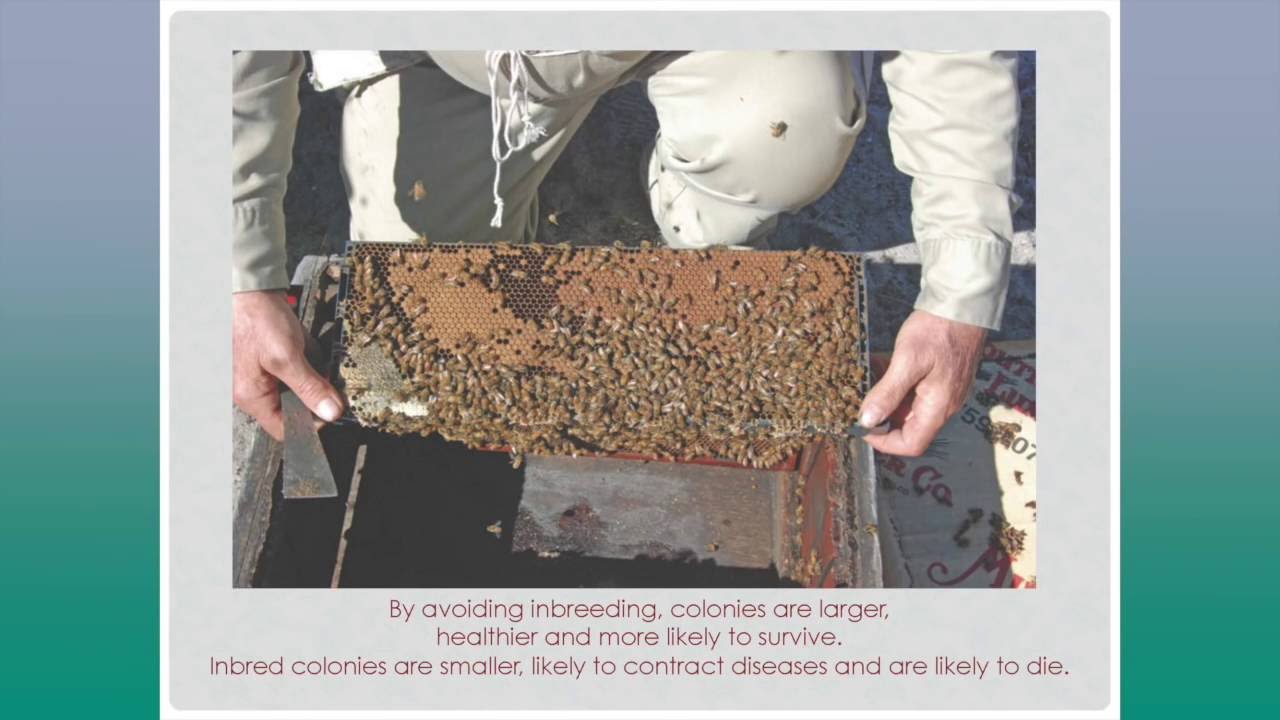 Dr. Larry Connor - Honey Bee Mating Biology - YouTube