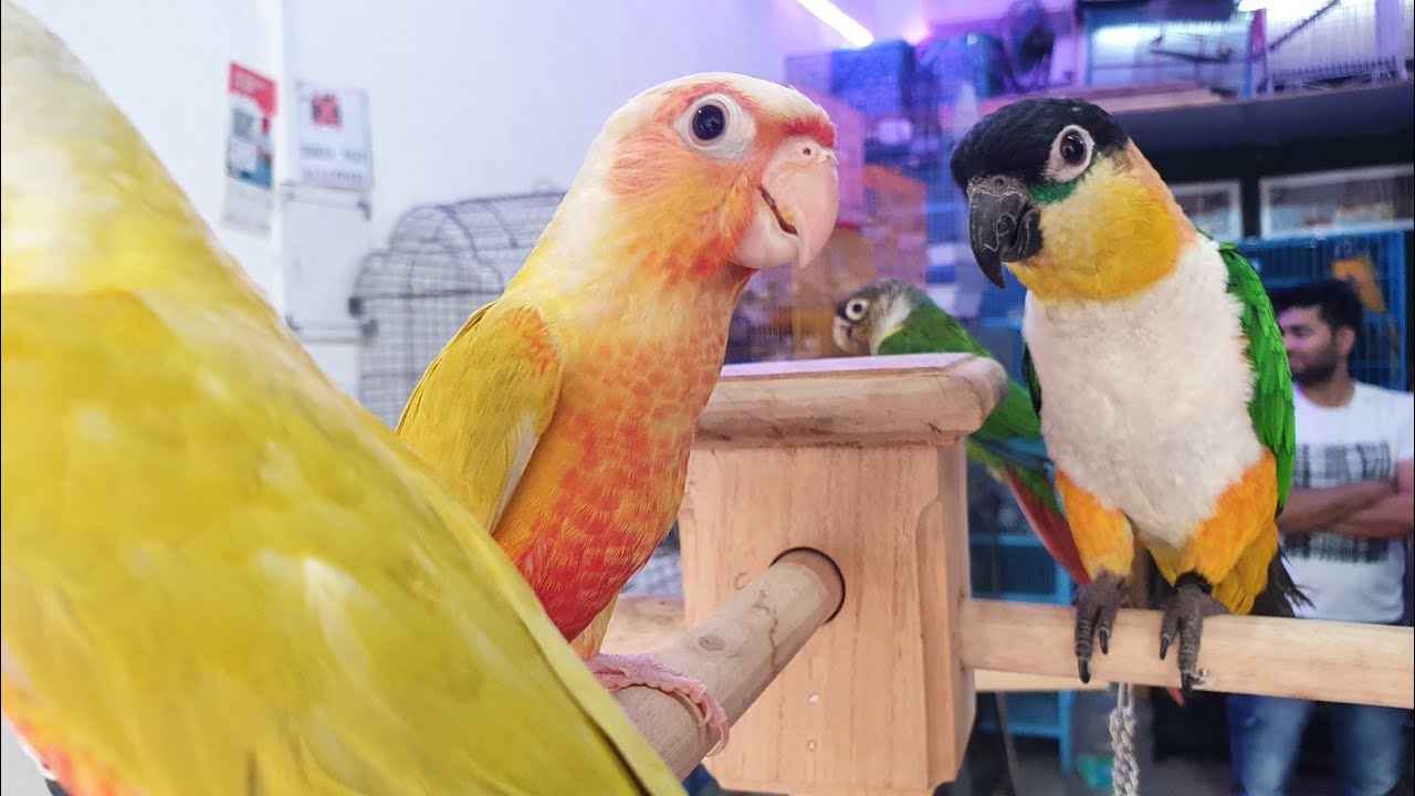 EXOTIC BIRD FOR SALE | Exotic Hand Tam BIRDS | Deko Mat Le Lo Muj 🦜 ...
