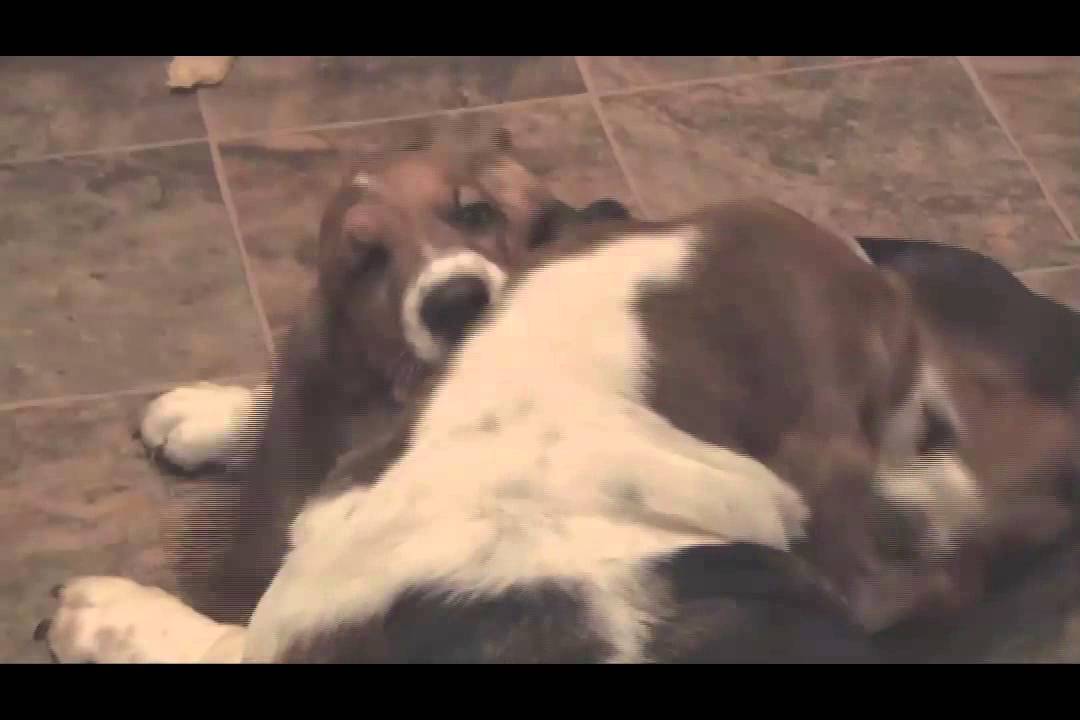 Basset puppy playing with 9 year old Basset Hound - YouTube
