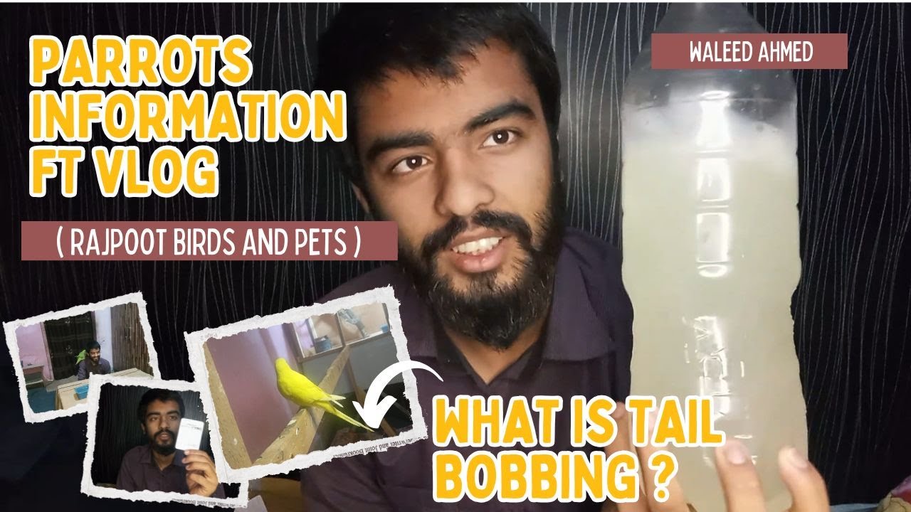 PARROTS INFORMATION FT VLOG - ( Rajpoot birds and pets ) - YouTube