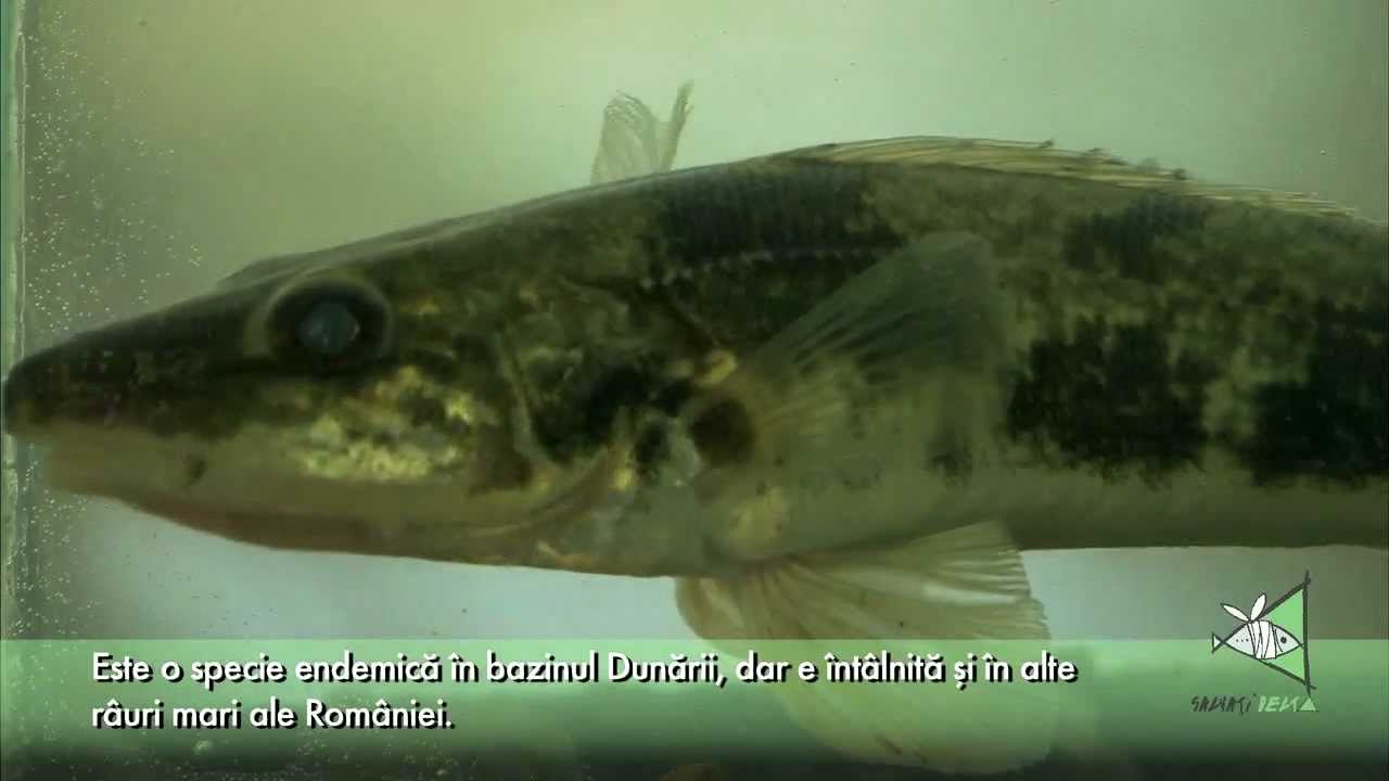 Pietrar (Zingel zingel) - YouTube