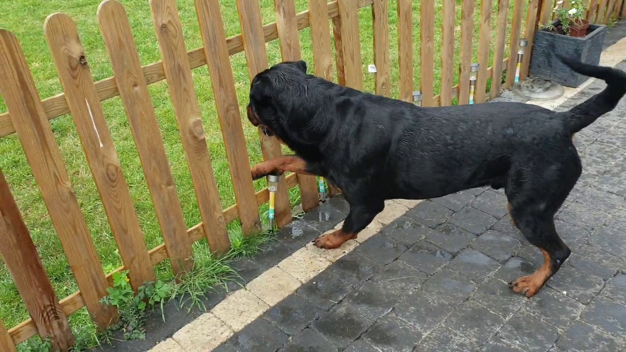 Rottweiler jack jugándo con agua 🤗🤗🤗 - YouTube
