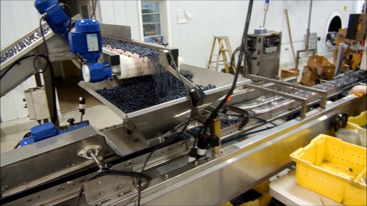 Blueberry Single and Double Fillers - YouTube