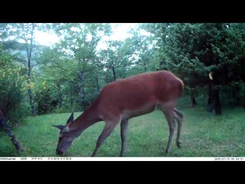 Femmina di Cervo che si spaventa quando vede la fototrappola - Cervus ...