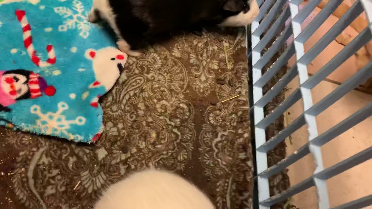 Guinea Pig Fun Part 2 - YouTube