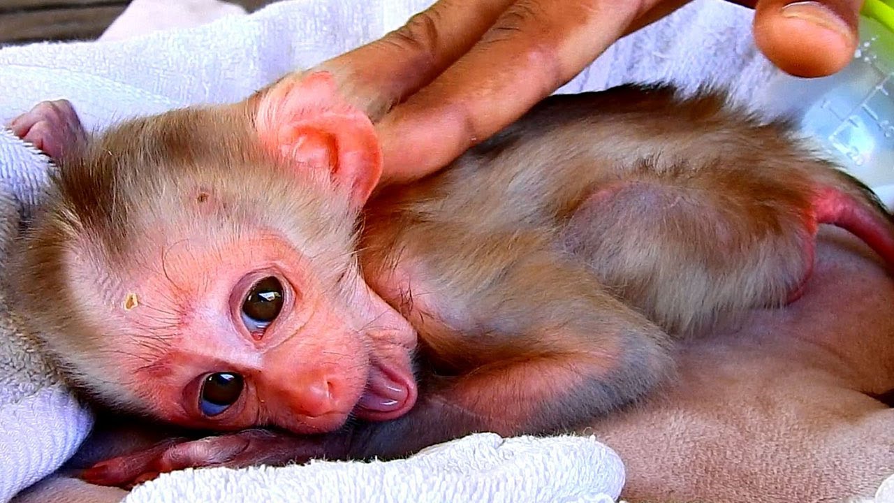 PAPA give Elly to sleep but Elly just drink full and drink much so she ...