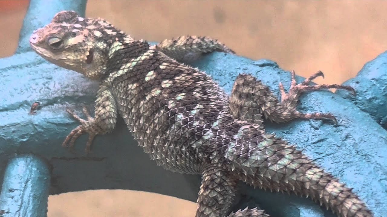 Blue Spiny Lizard At CM Zoo - YouTube
