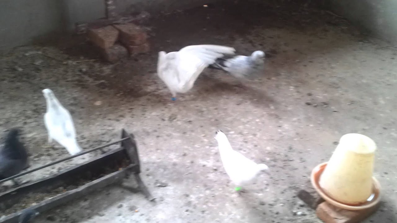 Nepali pigeons by samundra part II - YouTube
