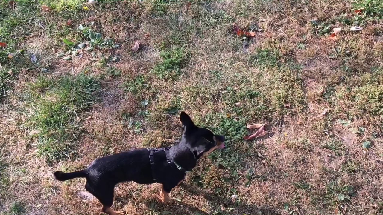 Puppy Ping Pong with Chia - YouTube