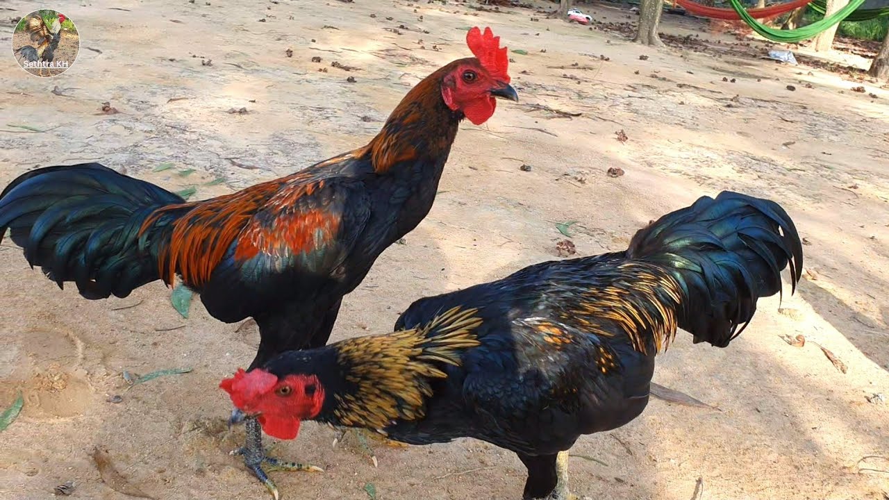 Sunday morning: playing with three friendly roosters @sethtrakh - YouTube