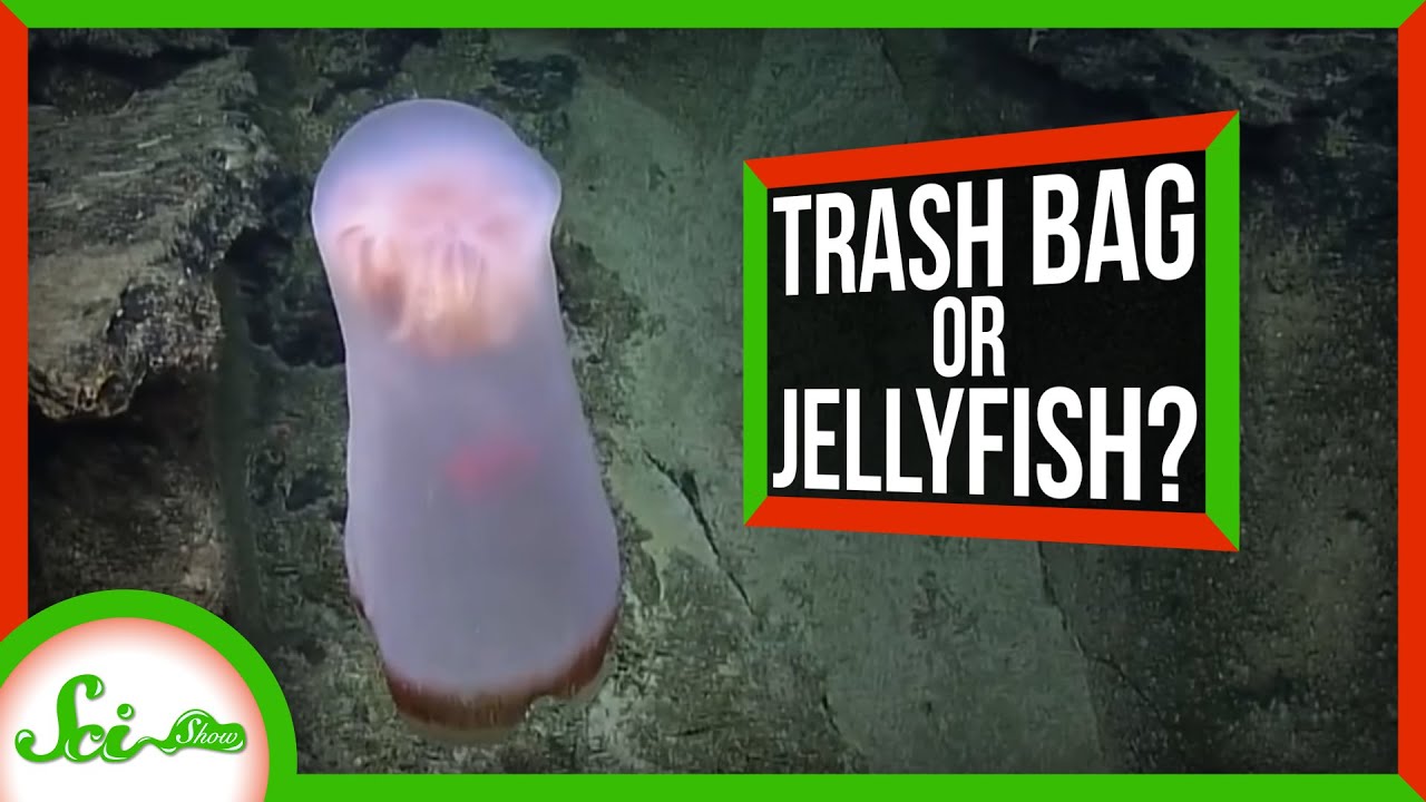 The Shapeshifting Deep Sea Jellyfish... With a "Pet" - YouTube