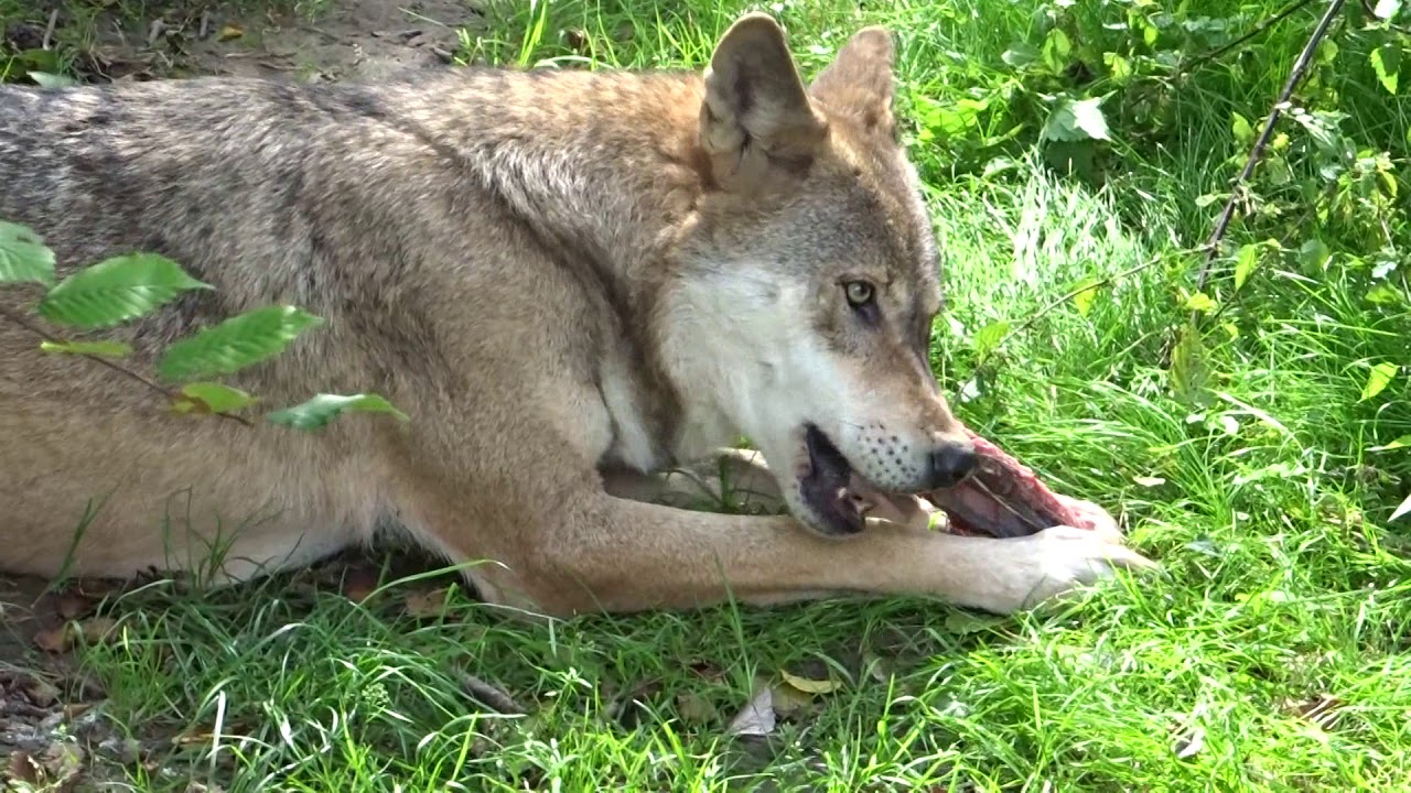 Chicken dinner for wolves, Hühnchen für die Wölfe, poulets pour les ...