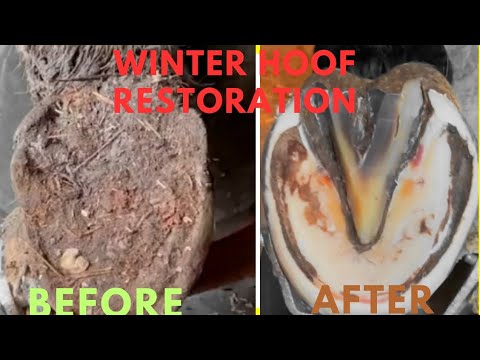 Hoof Mapping And Trimming. - YouTube