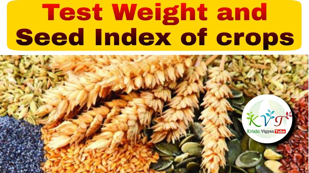 What is Test Weight and Seed Index of crops--- IBPS-AFO (Agronomy ...