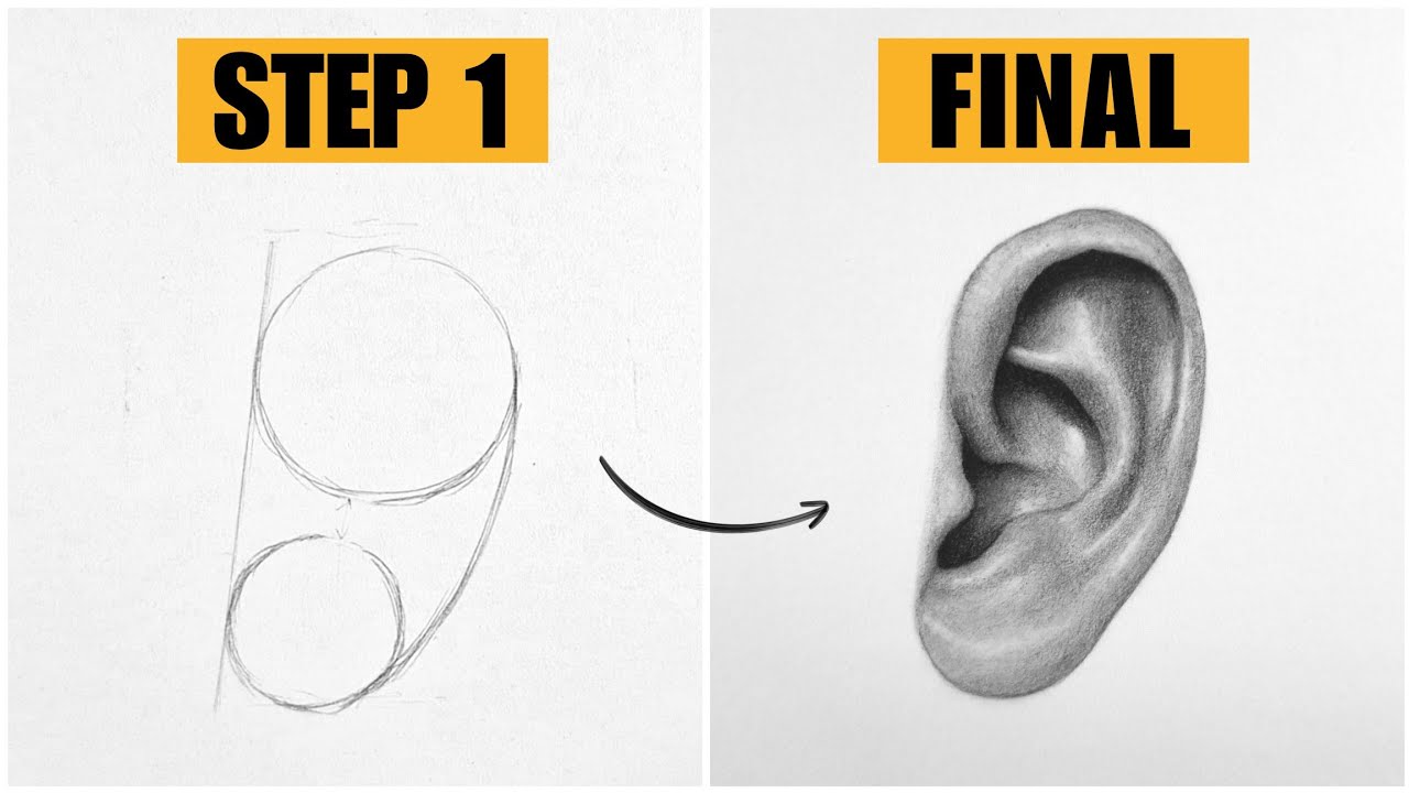 How to Draw Realistic EAR - Step by Step guide for beginners - YouTube