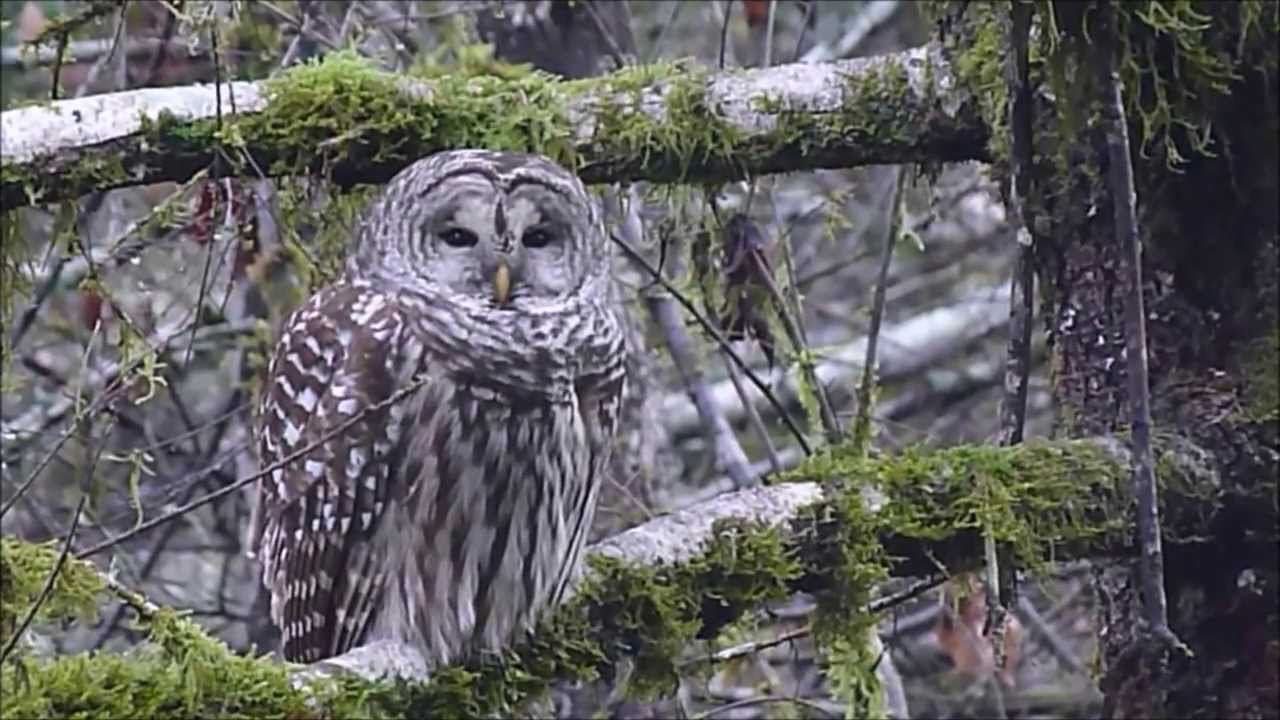 Barred Owl in Yamhill Co, Oregon - YouTube