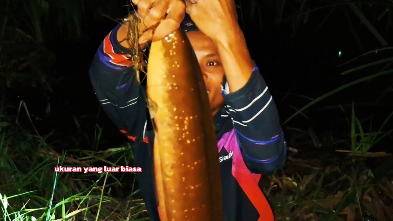IKAN LELE LEMBAT TERBESAR 2025 ||GILAK,MANCING IKAN LELE LIAR DI MALEM ...