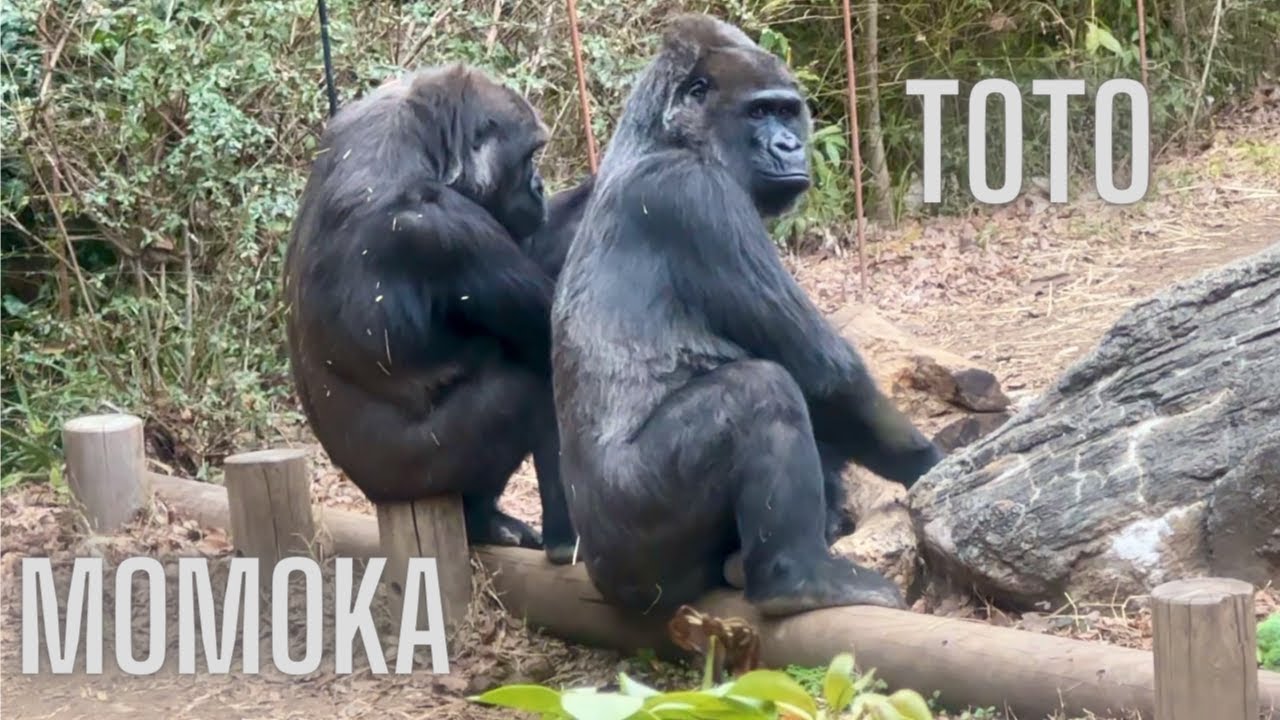 Female Gorilla Momoka Grooming Aunt Toto | The Haoko Troop - YouTube
