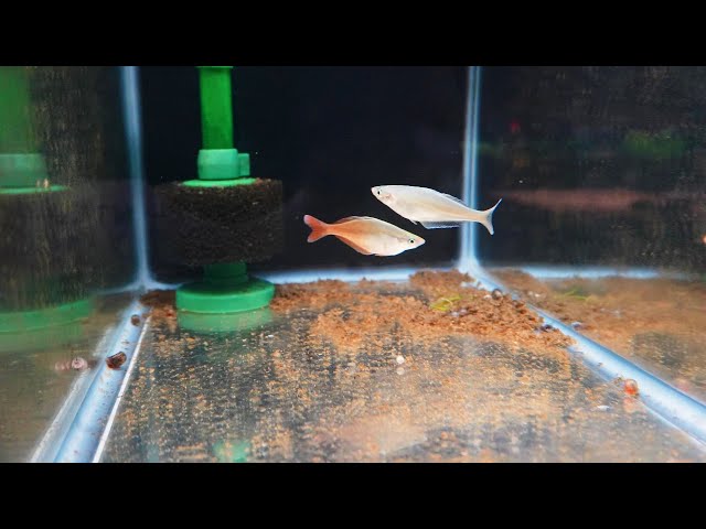 Underground Fish Tank Filters Automatic Mechanical Filter Reef