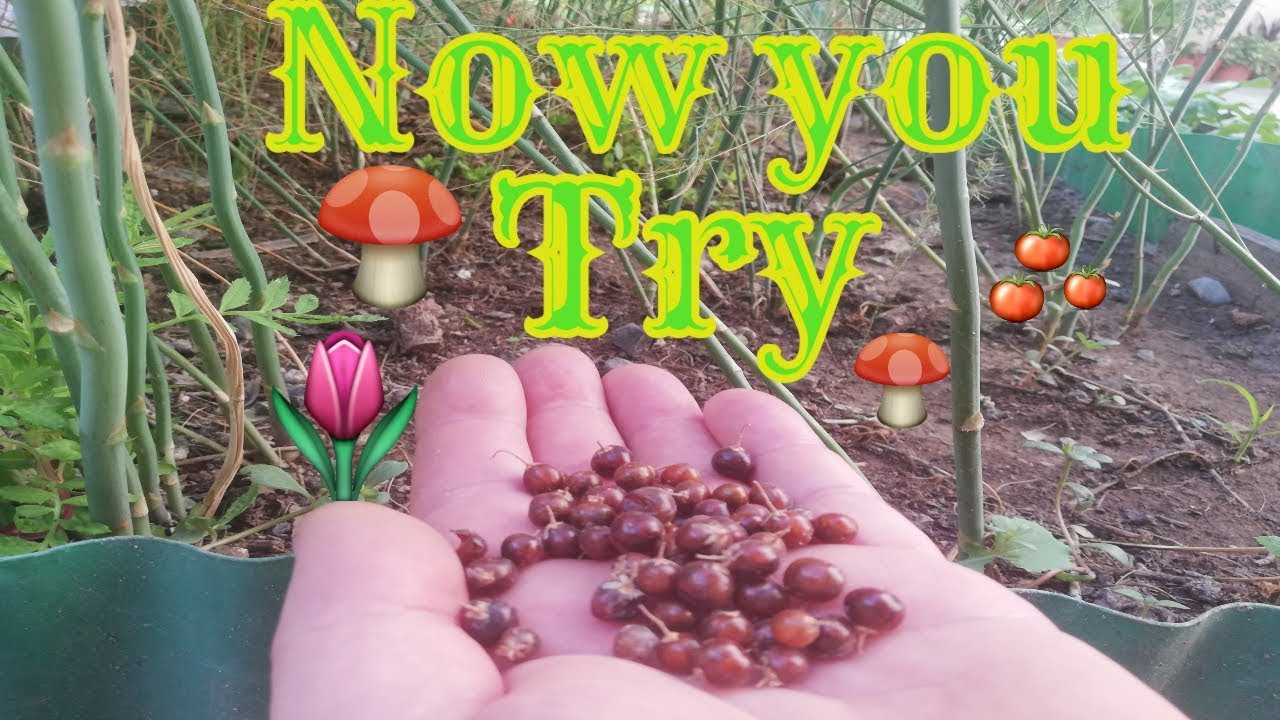 Saving Asparagus Seeds - YouTube