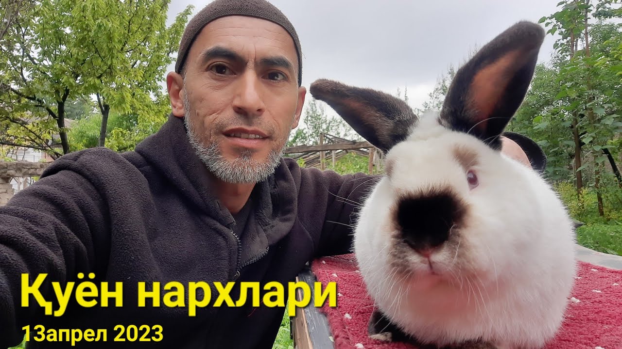 Сотувдаги қуён нархлари. 94-670-33-06. Dilyorbek Quva. 13апрел 2023й. - YouTube