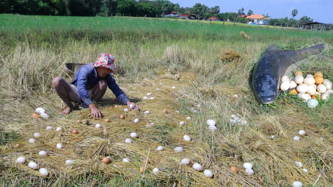 Wow Amazing Fishing And Finding A Lot Of Fish Nest And Egg Nest In rice ...