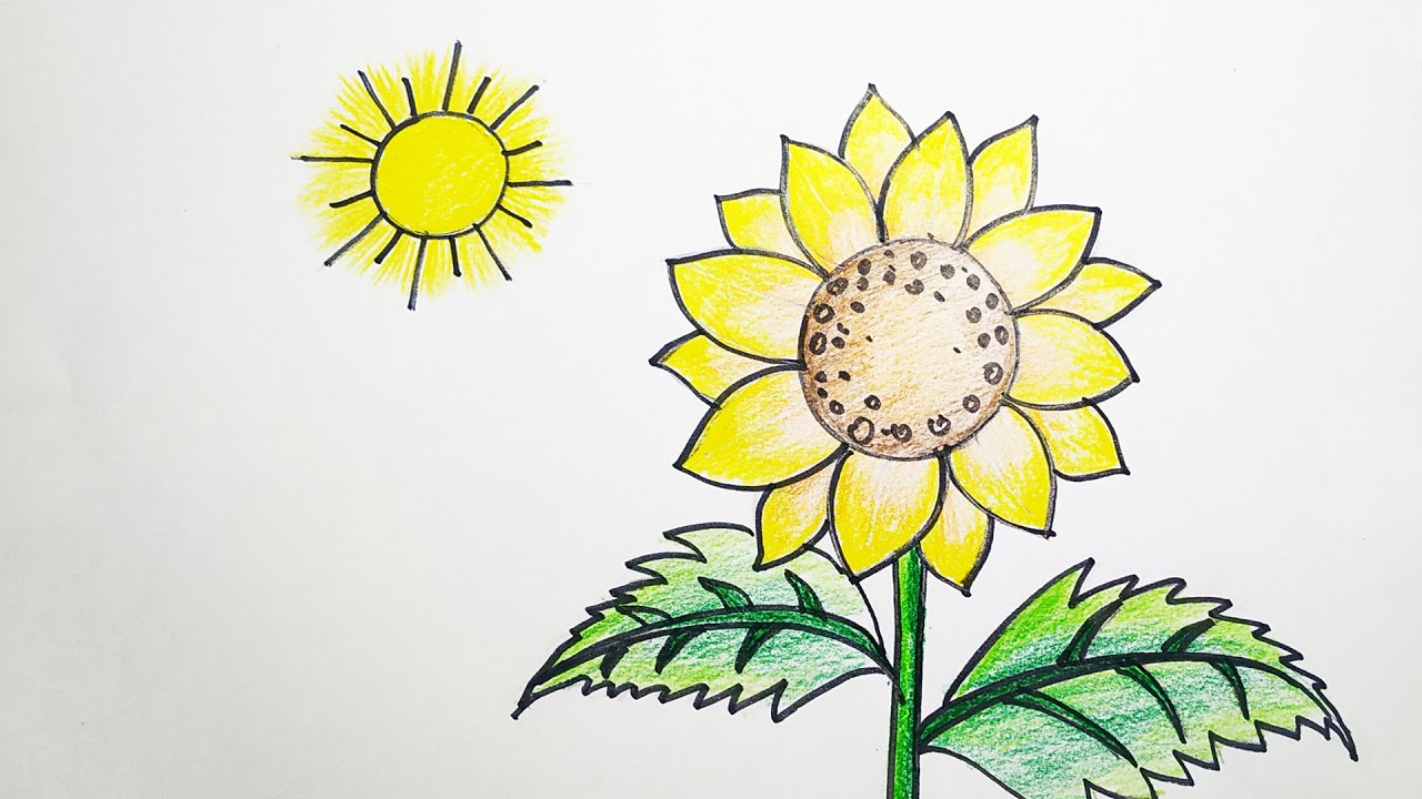 Sun and Sunflower Drawing - YouTube