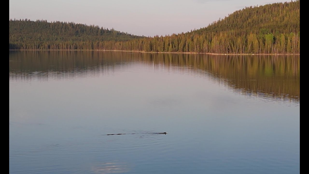 Sighting of a Possible Sea Monster in a High Chilcotin Lake? - YouTube
