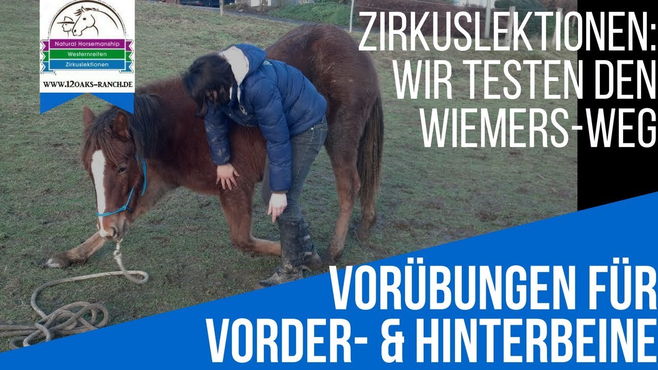 Wiemers-Weg: Hinter- und Vorderbeine dehnen - dem Pferd das Kompliment ...