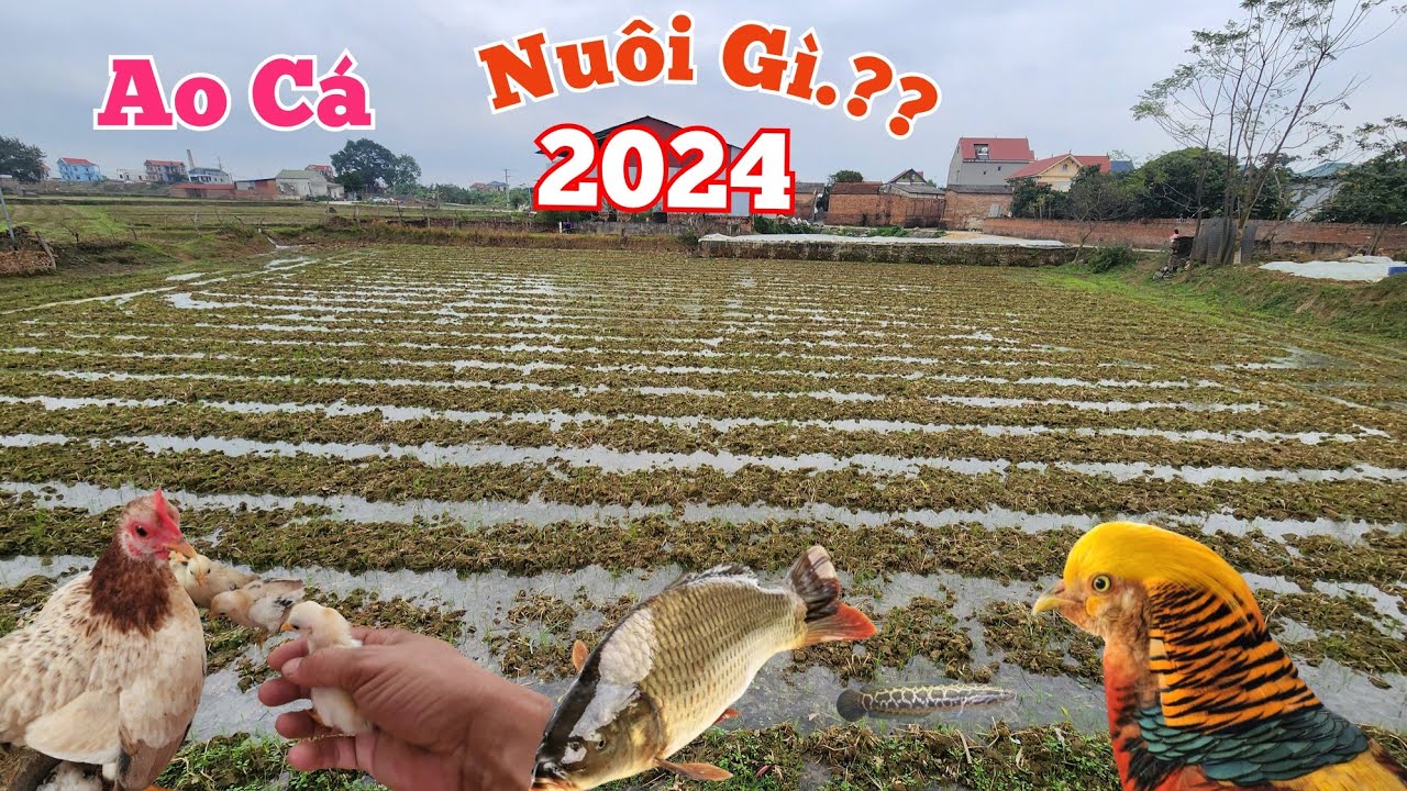 Xuất Hiện Cá Sau Khi Bơm Đầy Nước Và Tổng Hợp Thú Cưng Trong Avi 2023 ...