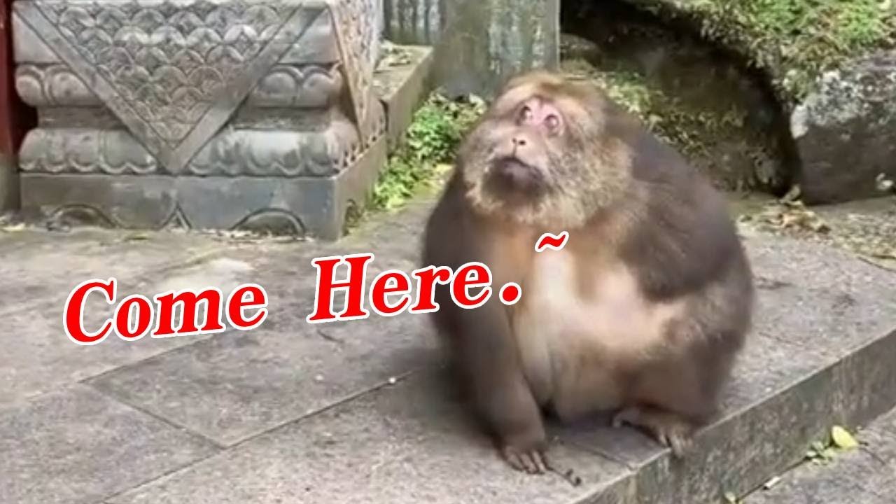 Xingxing: Come Here! I Promise I Won't Pull Down Your Pants! - YouTube